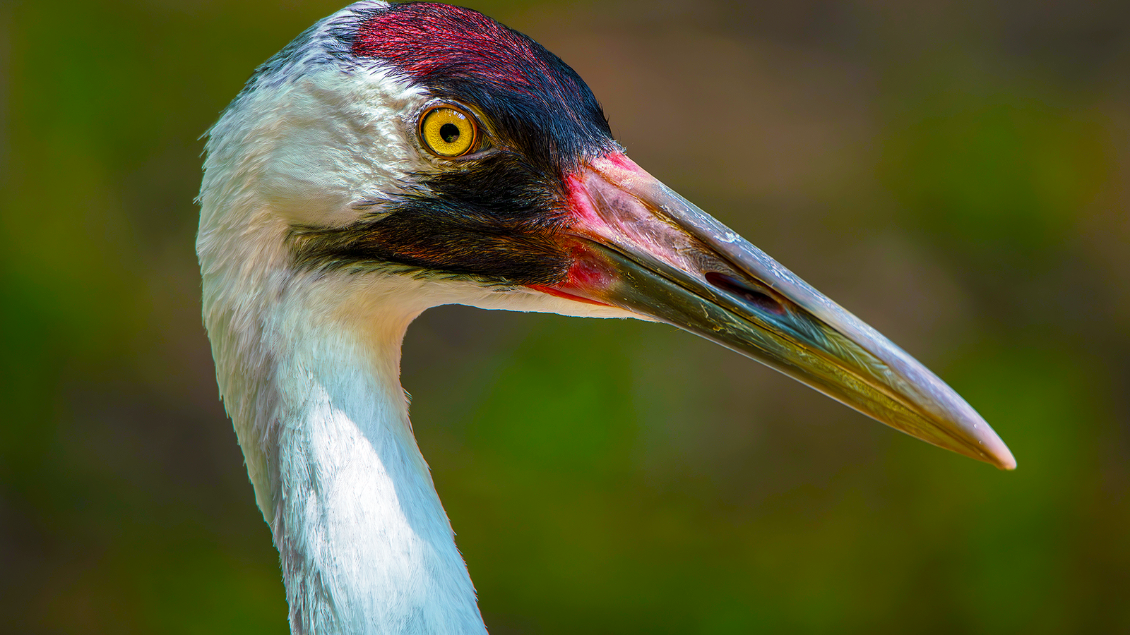 This Underrated National Park Site Is The Best Place To Spot America's ...