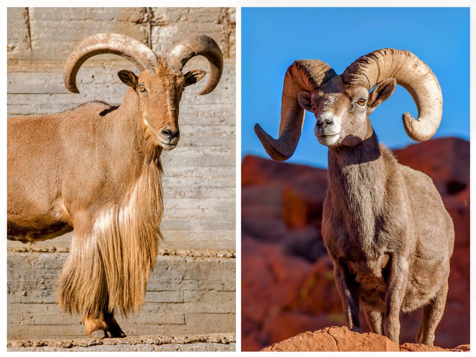 Big Bend National Park Is Shutting Down Its Most Popular Trails For Unexpected Invasive Species ...