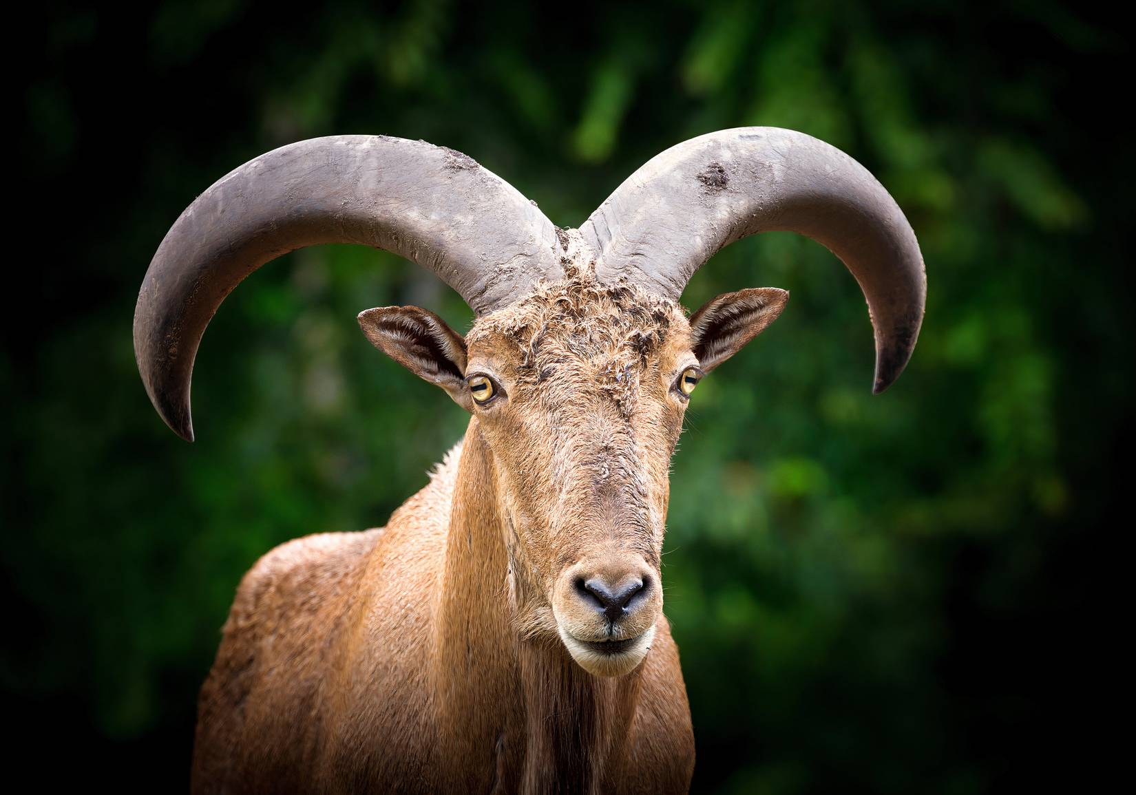 Big Bend National Park Is Shutting Down Its Most Popular Trails For ...