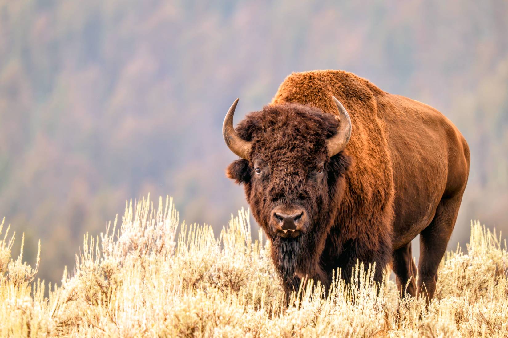Yellowstone Photographers Surprised By Bison, React In The Best Way ...