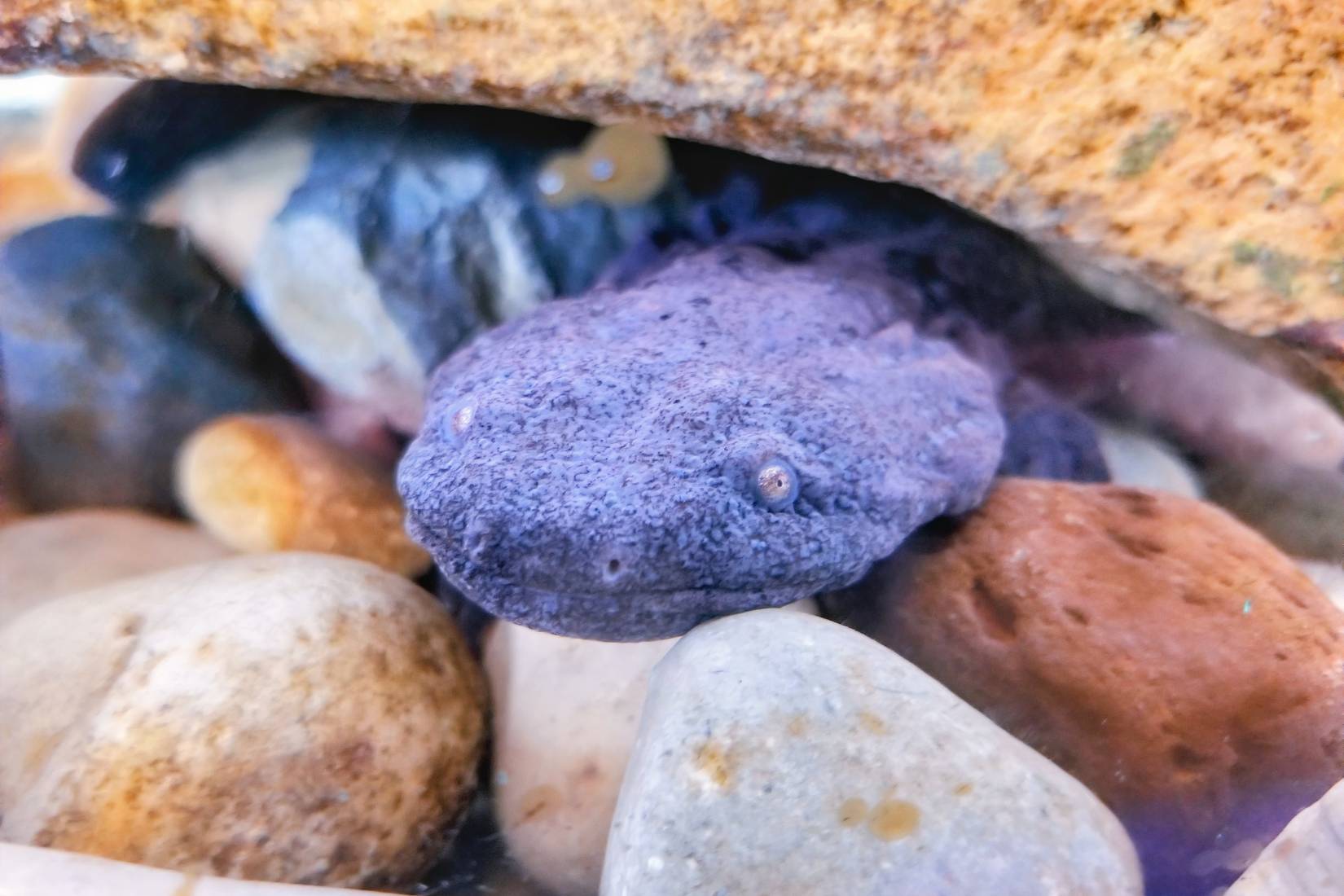 Great Smoky Mountains National Park Begs Visitors To Stop Inadvertently ...