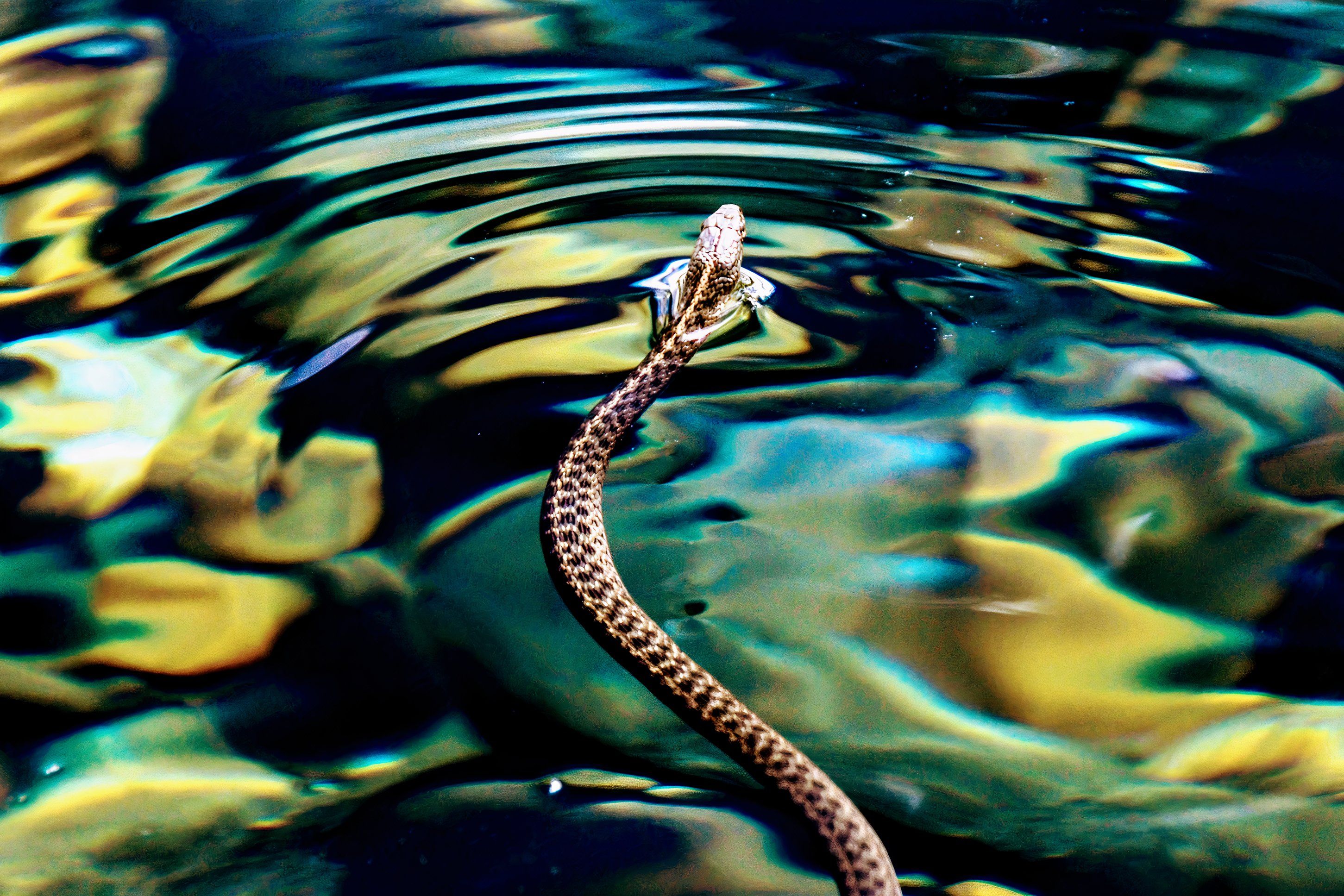 A Surprising Country Has Most Of The World's Freshwater