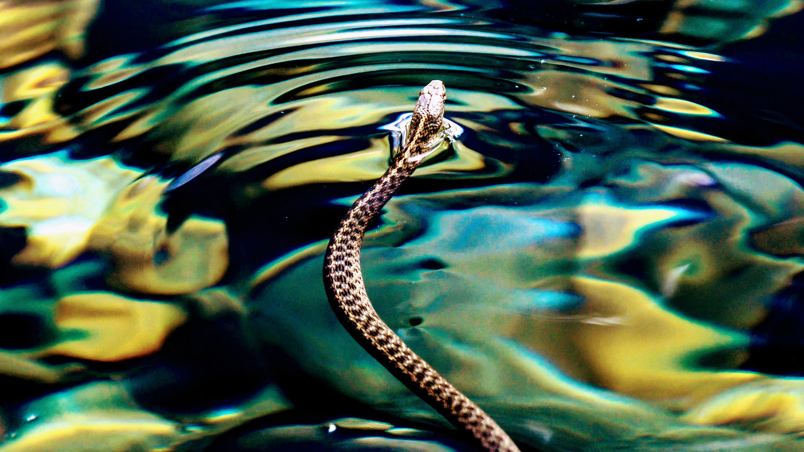 The Most Snake-Infested Rivers In Montana