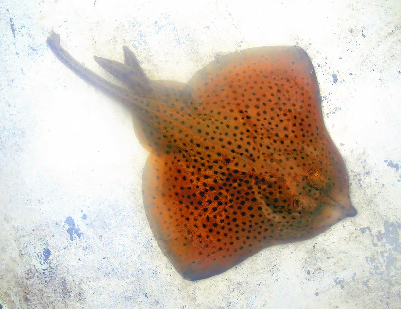 Fishermen Reel In First-Of-Its-Kind Bright Orange Shark With Two Rare ...