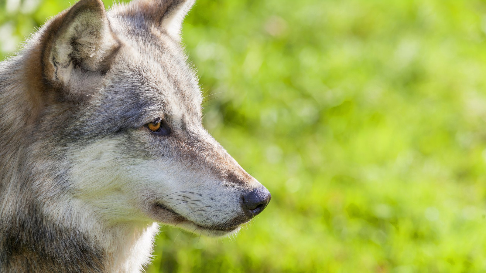 Banff National Park Visitors Get Slapped With Charges Over Careless ...