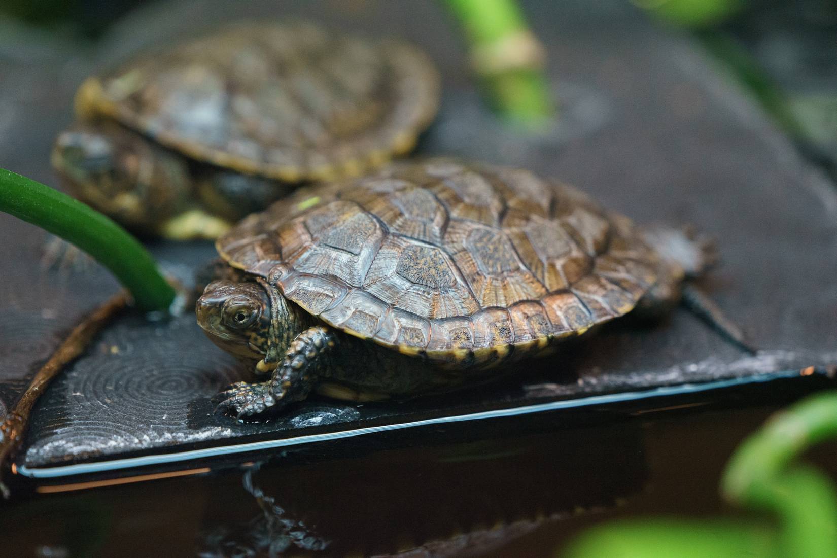 Yosemite's Ecosystem Has Been Rebooted Thanks To One Adorable Animal