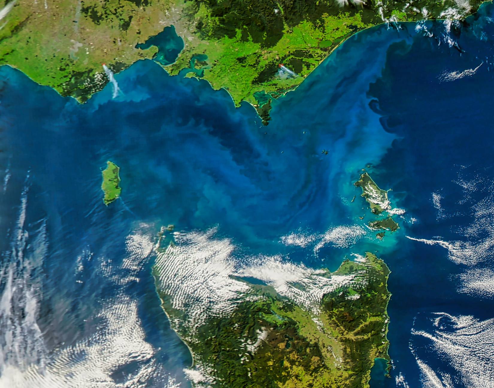NASA Just Detected A Giant Glowing Ocean Creature On Satellite Images