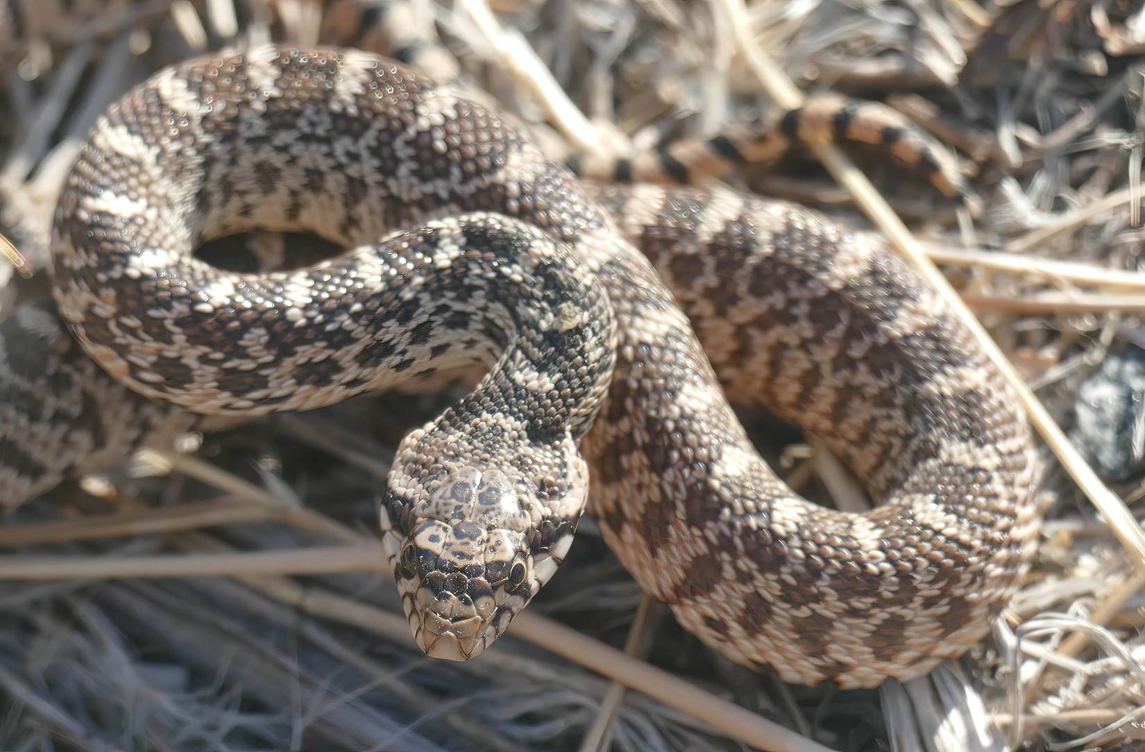 The Most Snake-Infested Rivers In Montana