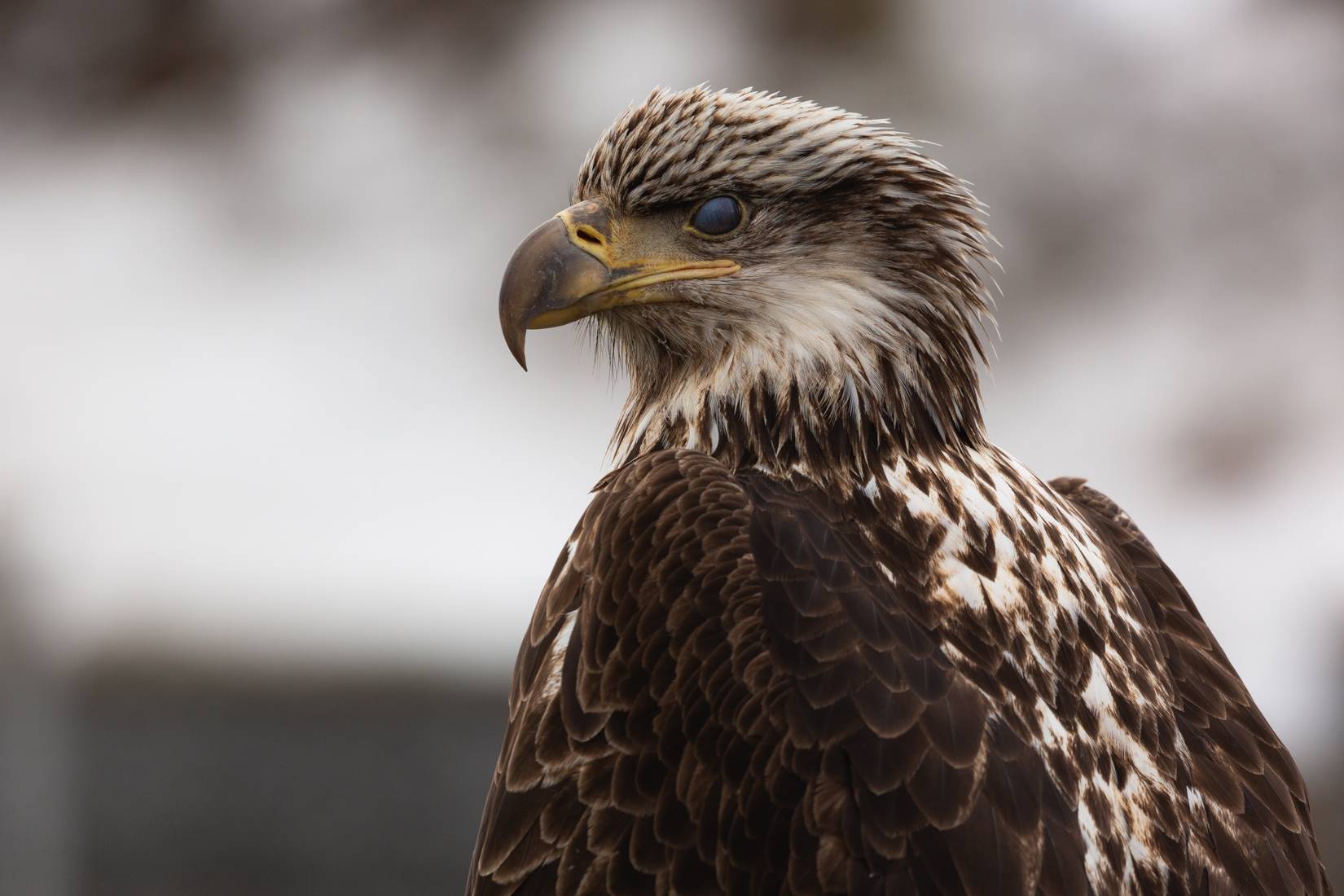 Big Bear Valley Fans Rejoice As Young Eagle Believed To Be Jackie And Shadow’s Eaglet Returns To ...