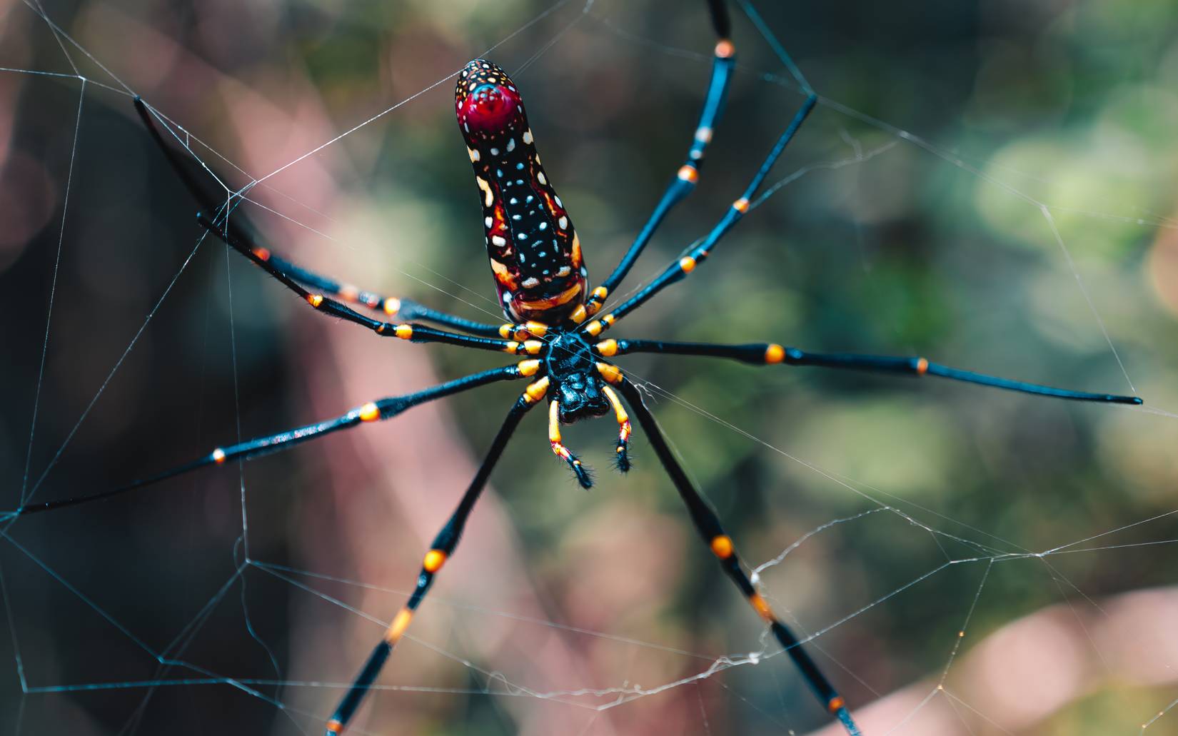 Great Smoky Mountains Has A Spider Problem: Visitors Are Being Warned ...