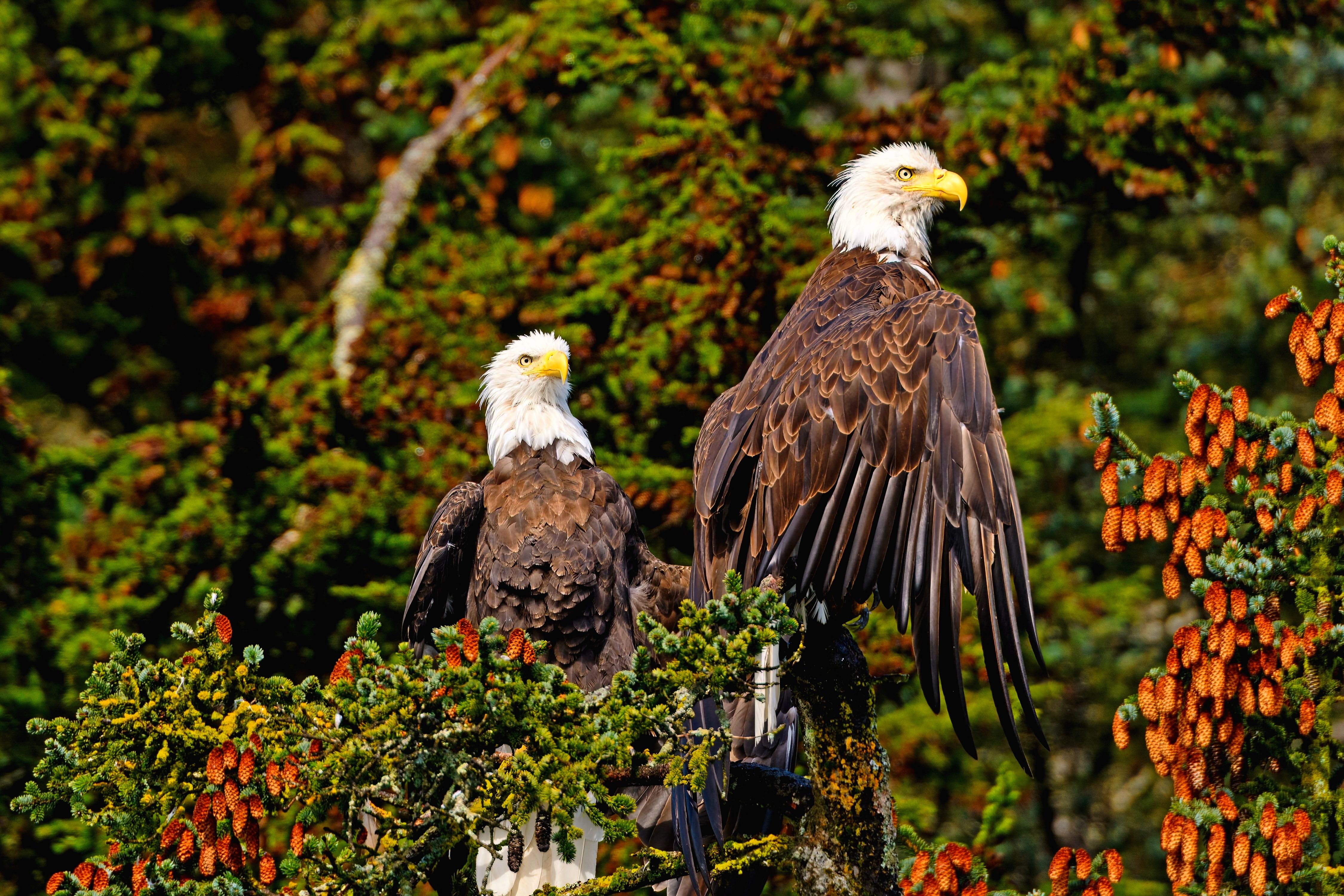 This Invasive Creature Was Brought To The U.S. Because Of Shakespeare ...