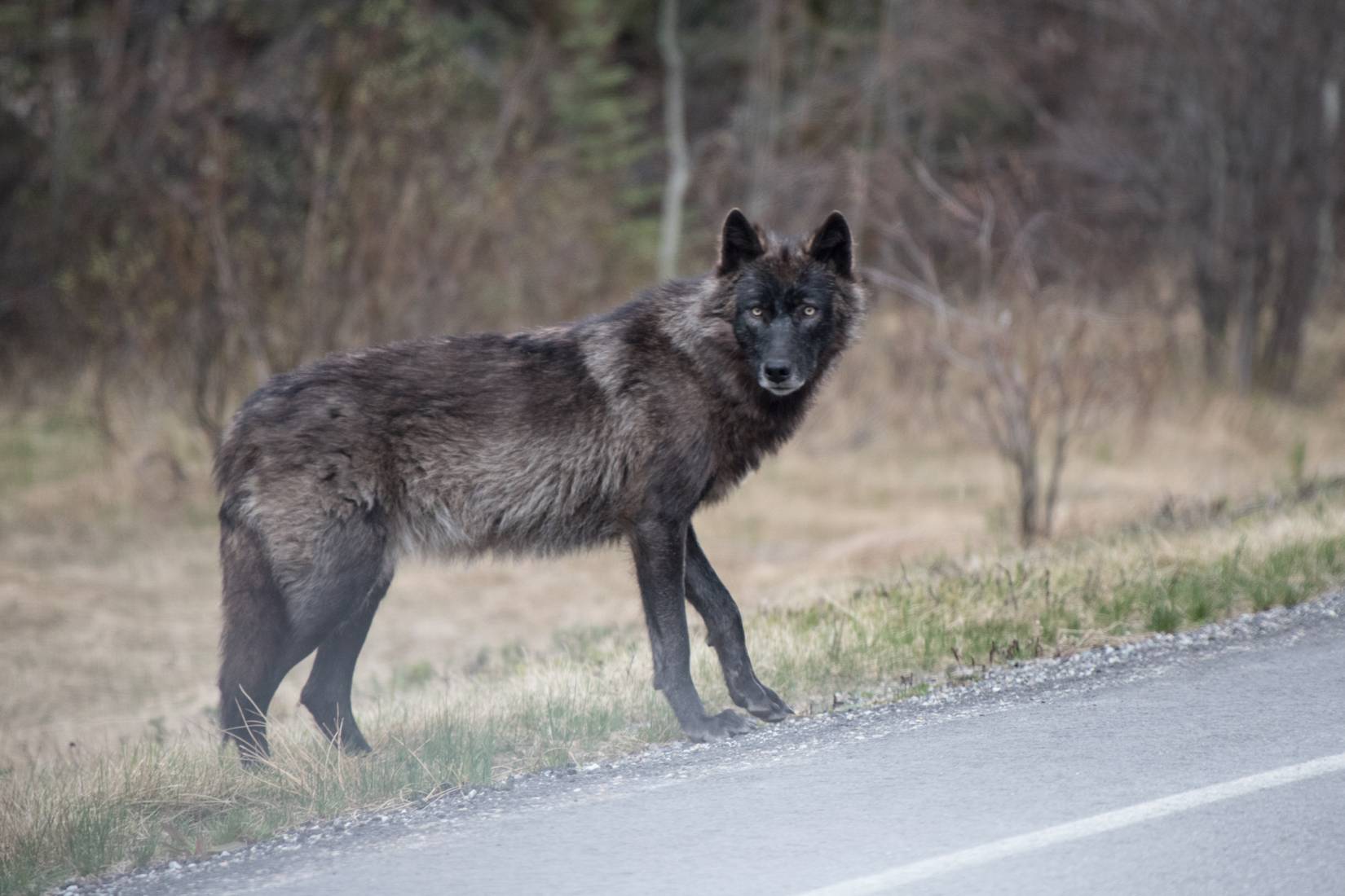 Banff National Park Visitors Get Slapped With Charges Over Careless ...