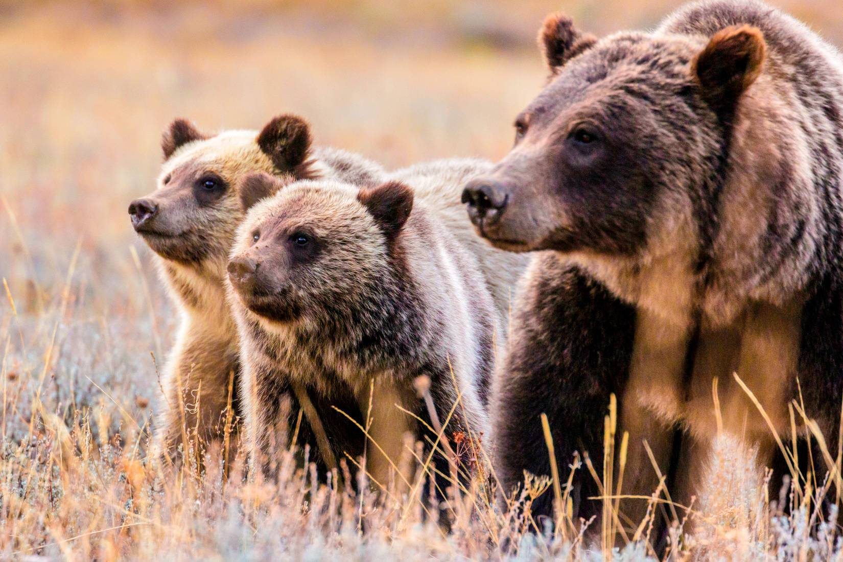 Yellowstone National Park Study Reveals How Much Each Grizzly Death ...