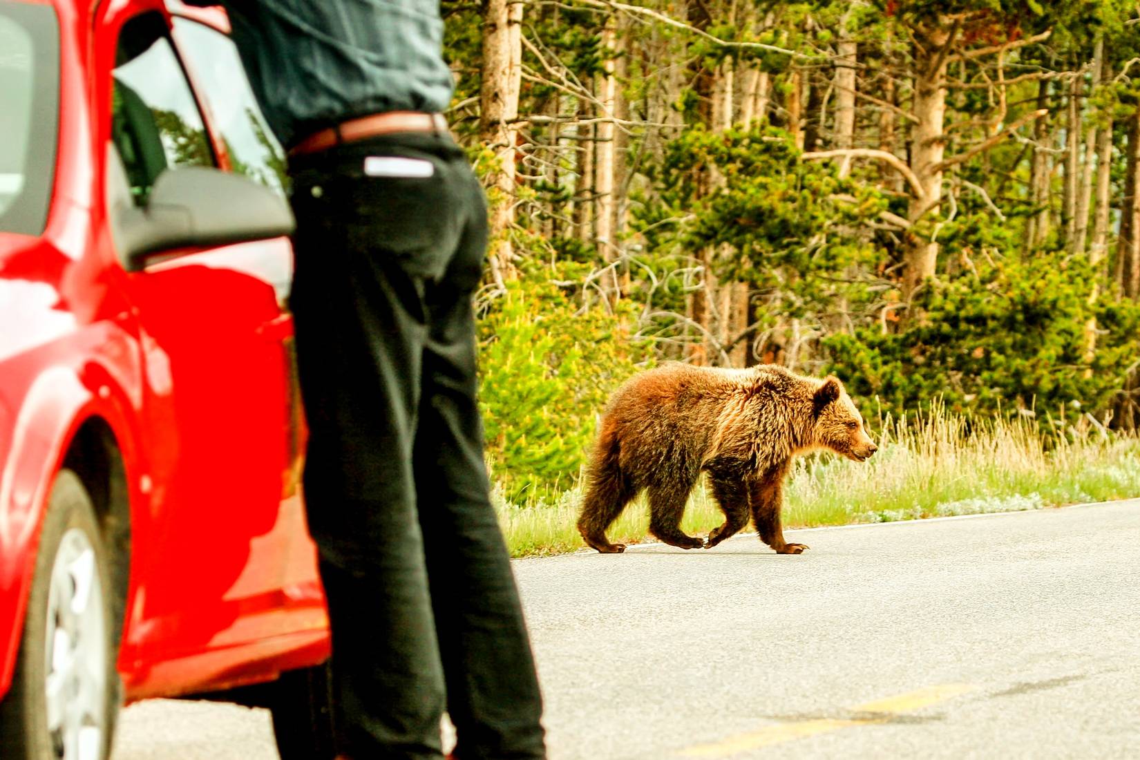 Yellowstone National Park Study Reveals How Much Each Grizzly Death ...