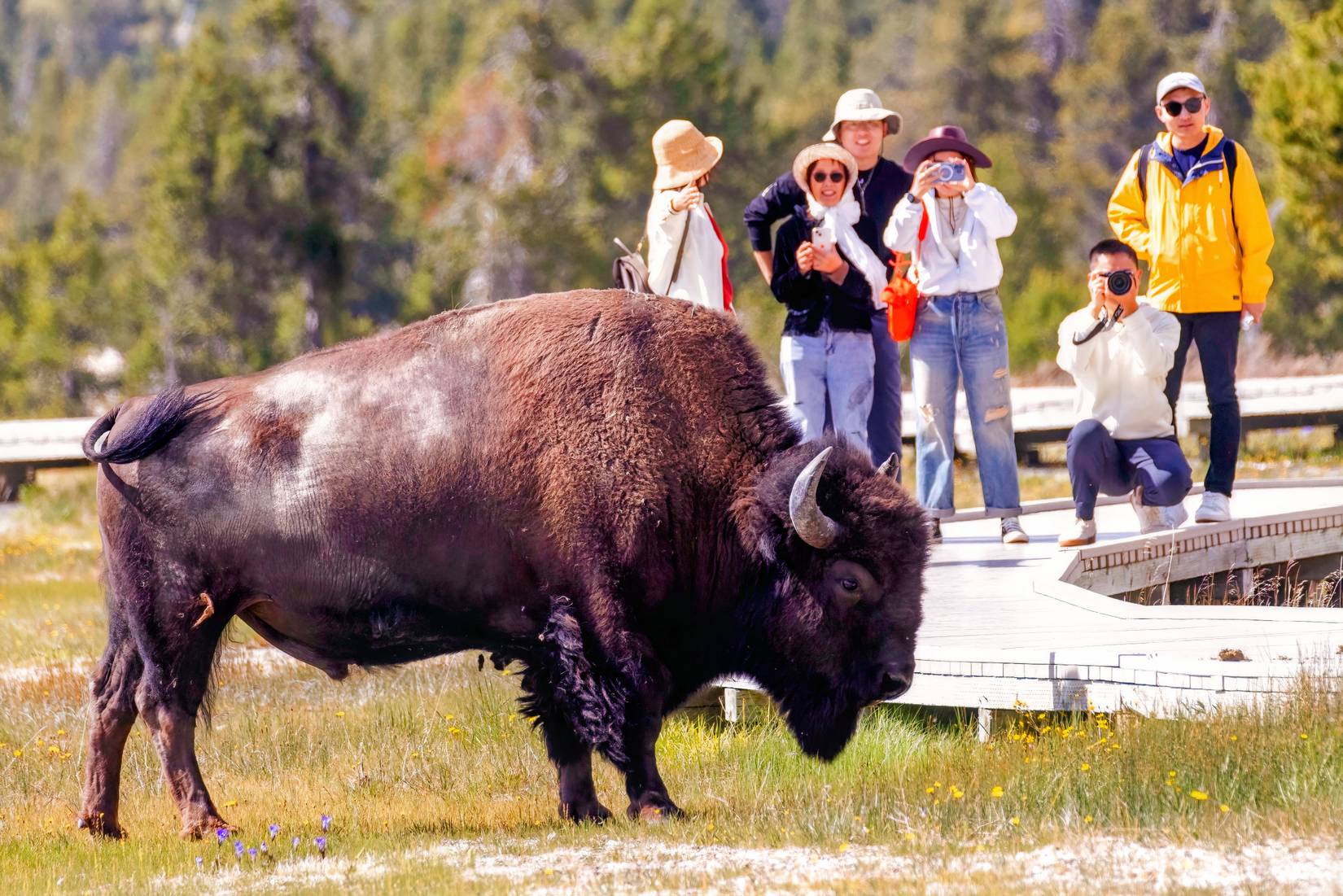 Yellowstone National Park Visitors Praise Drastic $250M Solution For ...