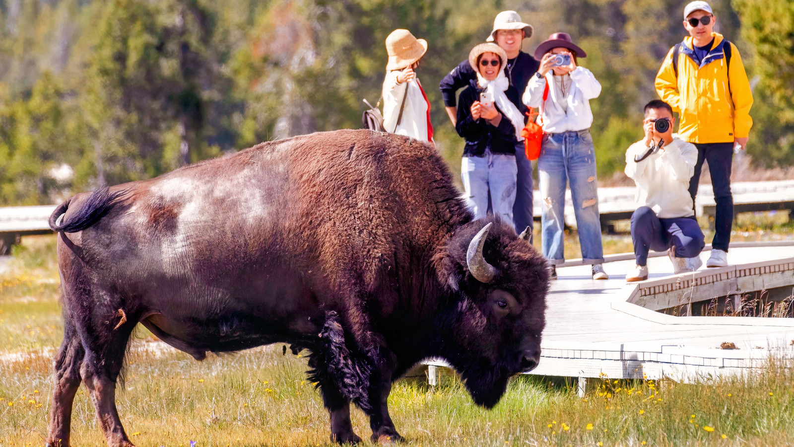 Yellowstone National Park Tourons Push Their Luck And Remind Everyone ...