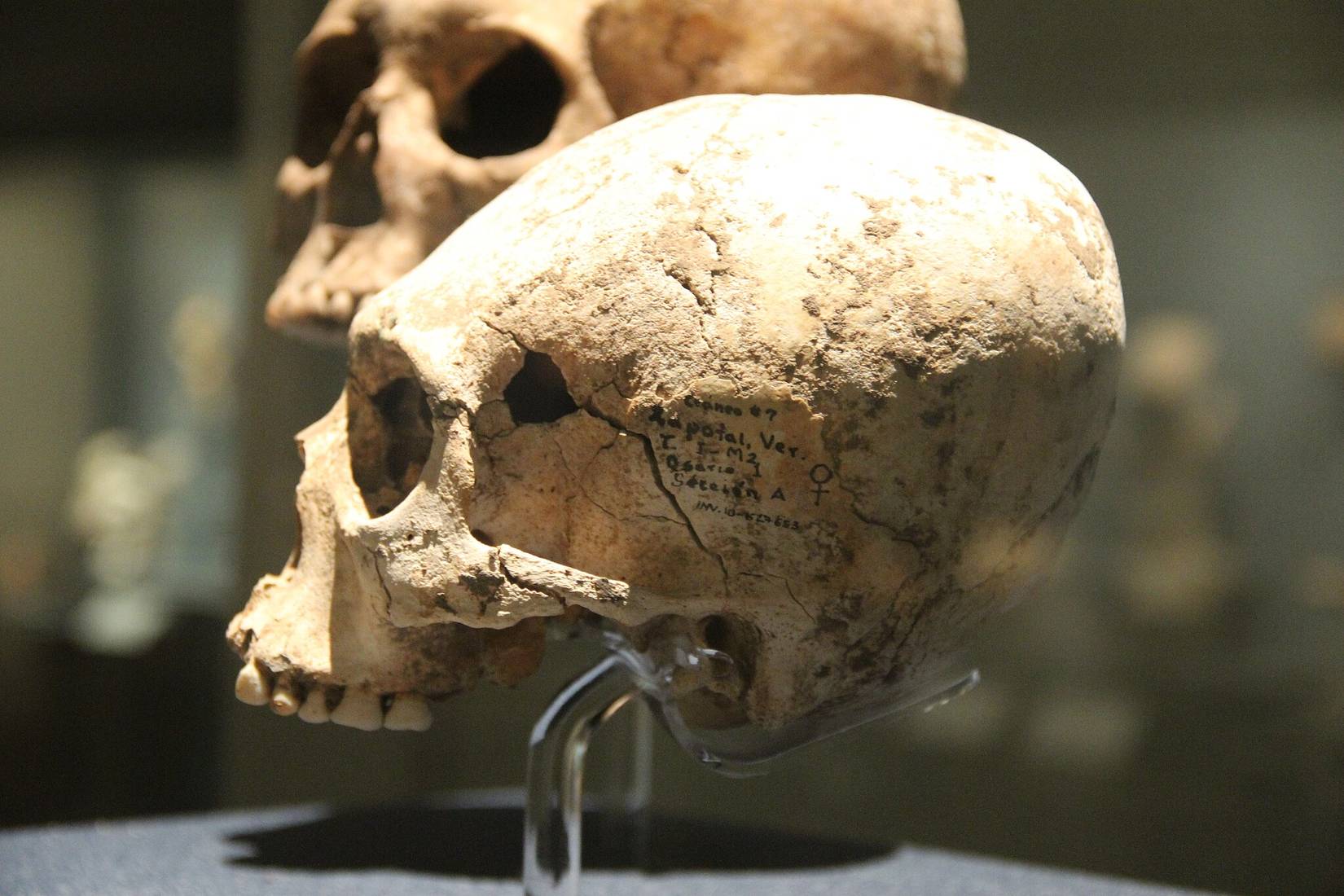 Archaeologists In Mexico Just Discovered A Skull With A Shape They Can ...
