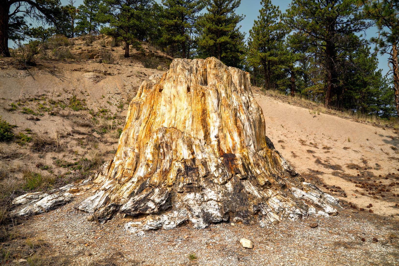Skip California: This Colorado National Park Site Has Ancient Redwoods