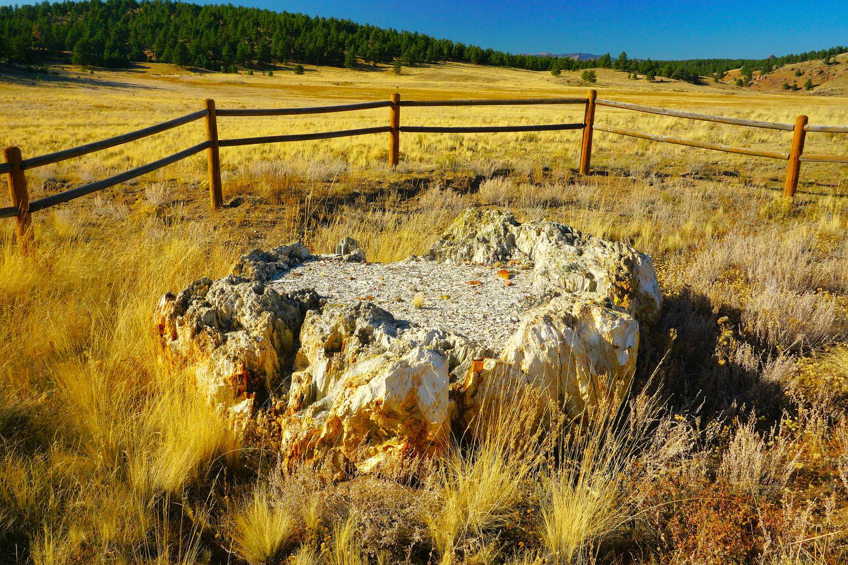 Skip California: This Colorado National Park Site Has Ancient Redwoods