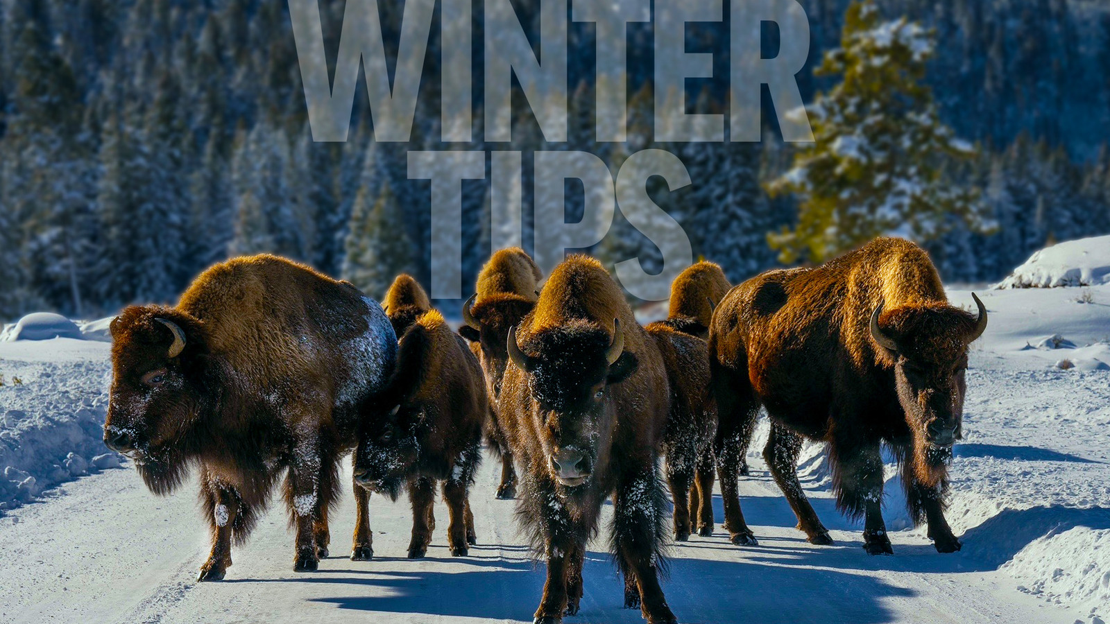 Yellowstone National Park In Winter: 5 Tips For Visiting From People ...