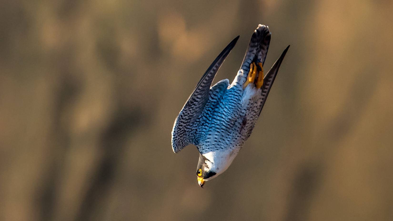 The World's Fastest Animal Isn't Actually The Cheetah
