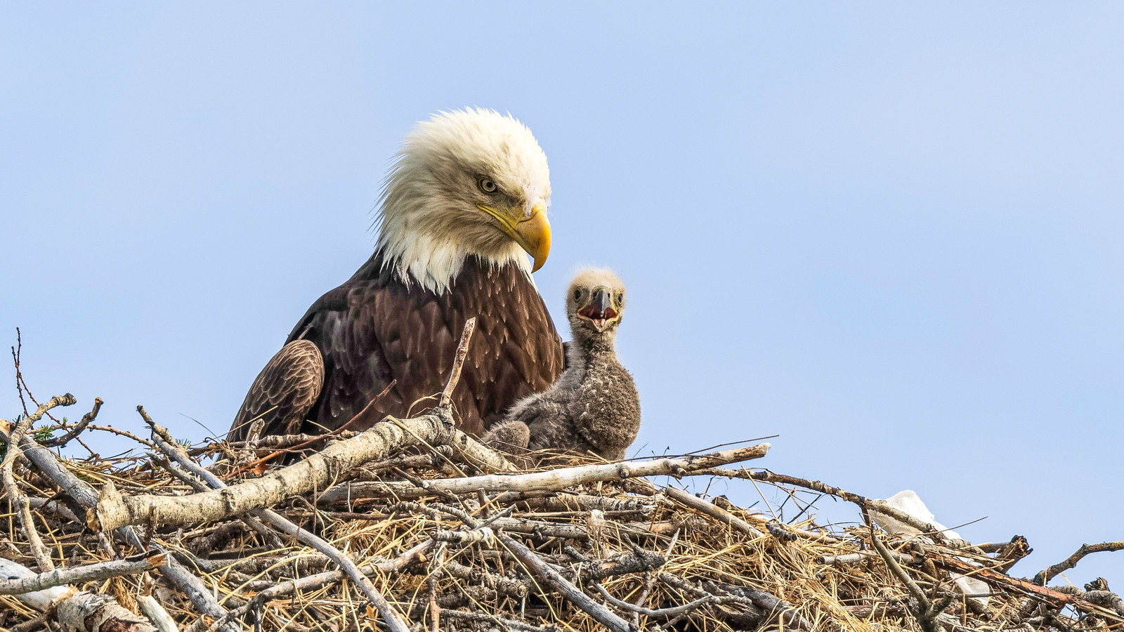 U.S. Interior Department Gives Emotional Update On Stella And Irvin's ...