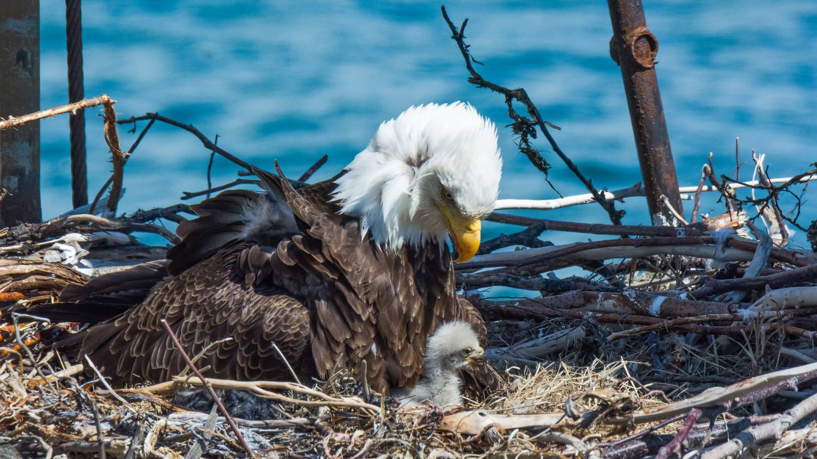 U.S. Interior Department Gives Emotional Update On Stella And Irvin's ...