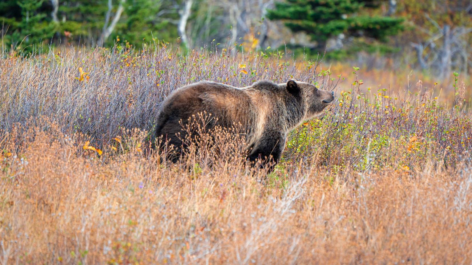 Glacier National Park Visitors Capture Terrifyingly Close Encounter ...