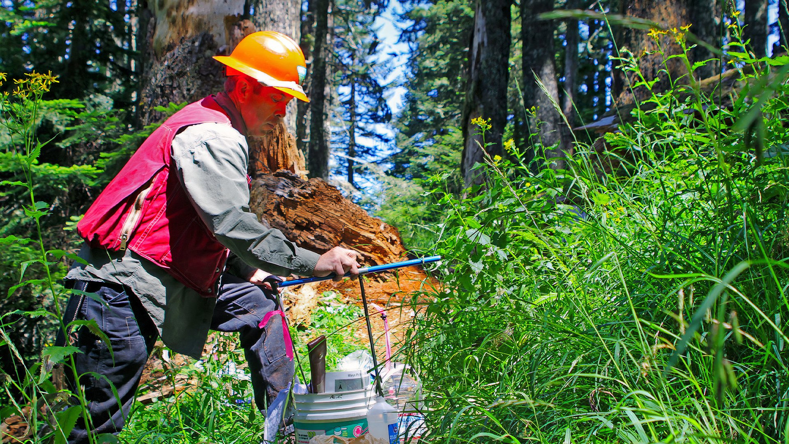 Scientists Just Found A Dangerous Parasite Hiding In The Pacific Northwest