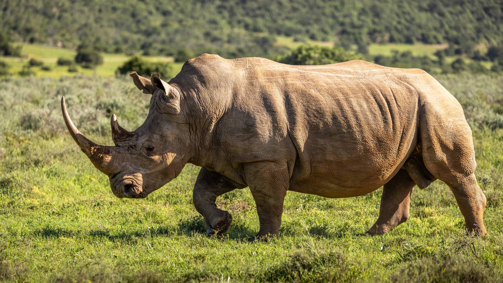 Disney’s Animal Kingdom Welcomes Back A Legend After A Rare ...