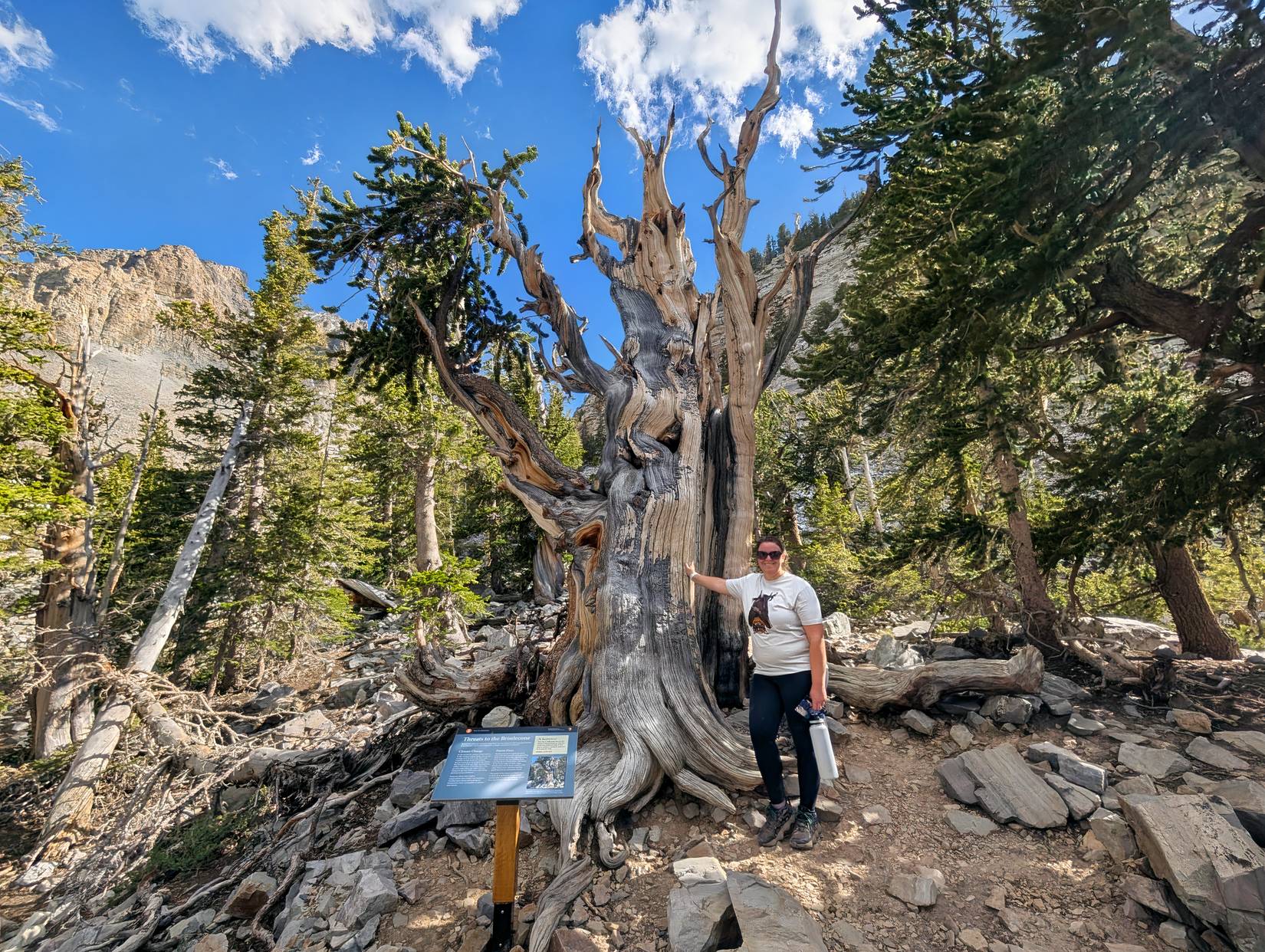 I Hiked Among Trees Older Than The Egyptian Pyramids In This Unexpected ...